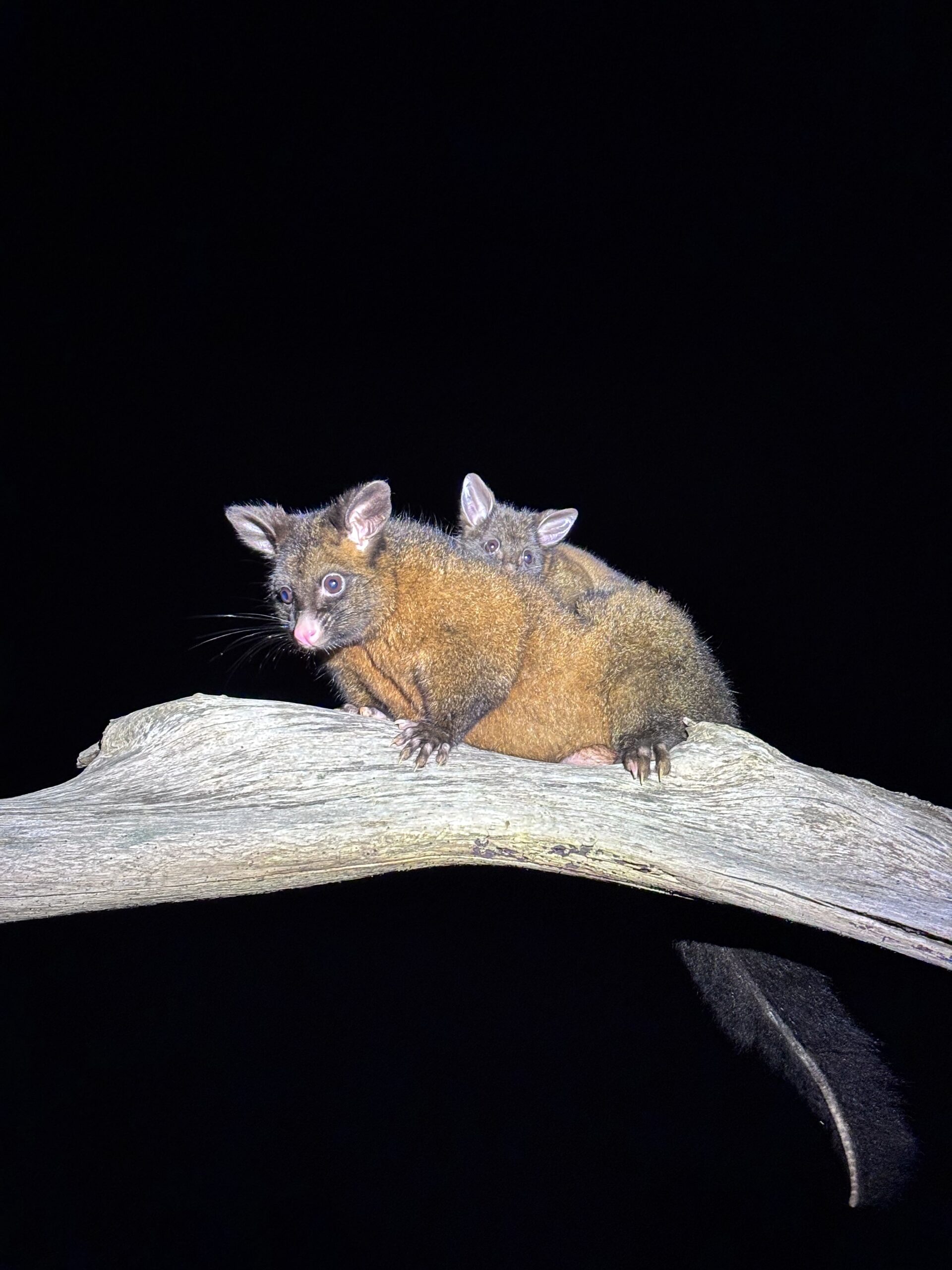 National Ecosystem Accounts delivered - Bruny Island Environment Network